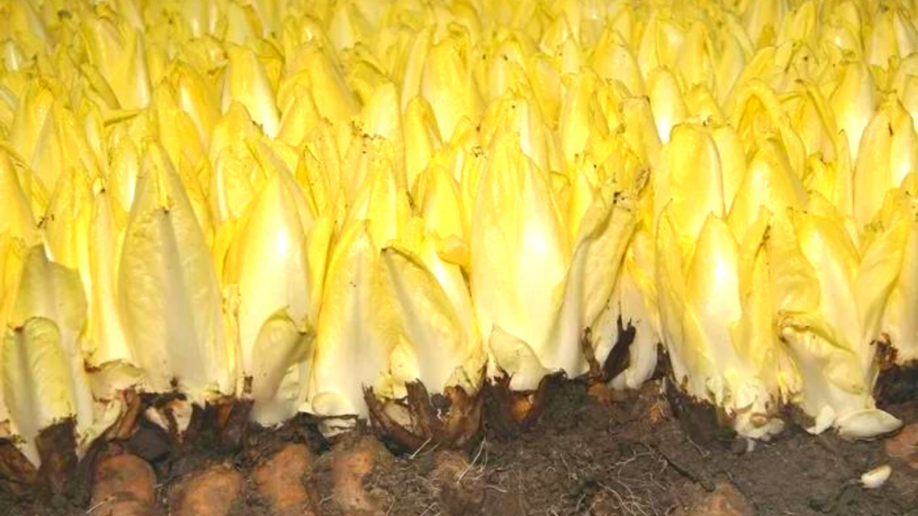 10 x Vlaamse streekproducten – Leeuwenland